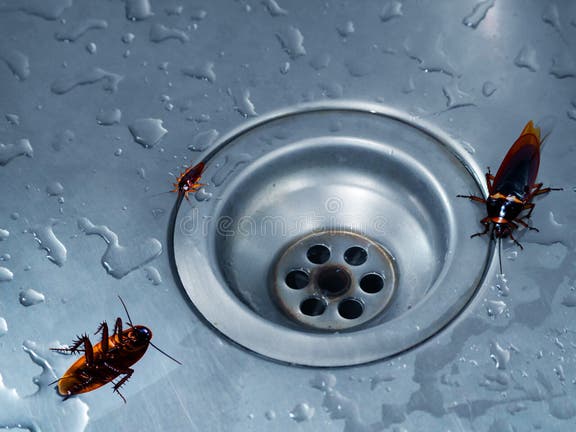 Cockroaches in the Bathroom on the Sink. the Problem with Insects Stock ...