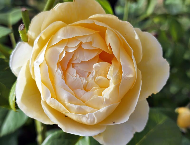 Delicate Fragrant Beautiful Cream Rose Graham Thomas Flower Bloom Stock ...