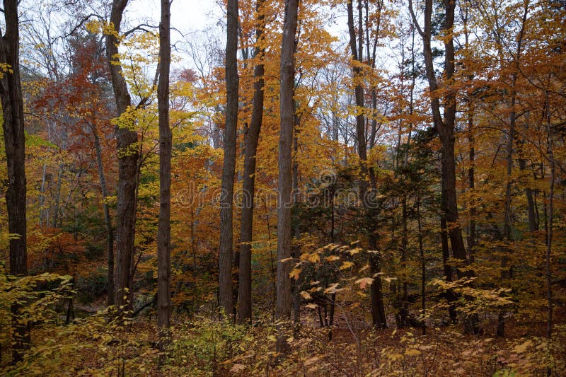 Autumn Forest with Yellow and Orange Leaves in the Autumn Season. Stock ...
