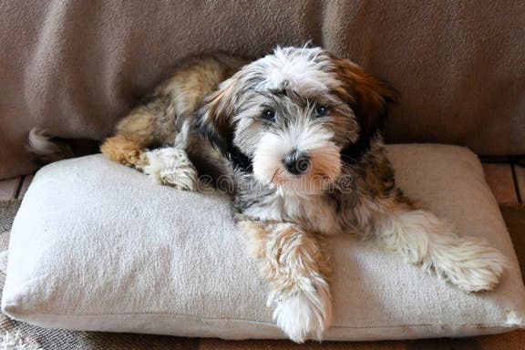 Tibetan Terrier Puppy Three Month Old Stock Image - Image of pets ...