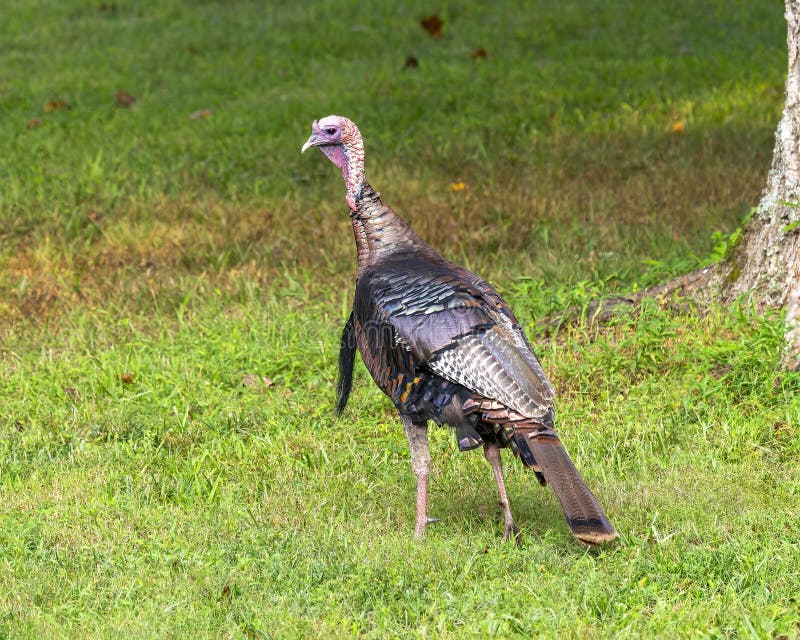 A Wild Turkey Walking in the Grass in Asheville, North Carolina. Stock ...
