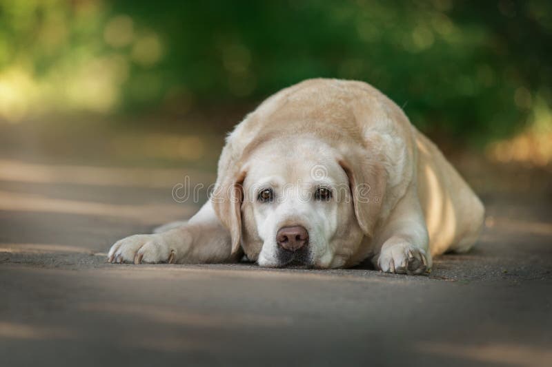 Senior Dog White Labrador on a Walk in the Spring Park Stock Photo ...