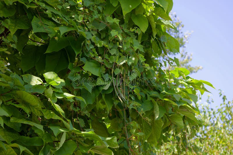 The Northern Catalpa (Catalpa Speciosa) Stock Photo - Image of fruits ...