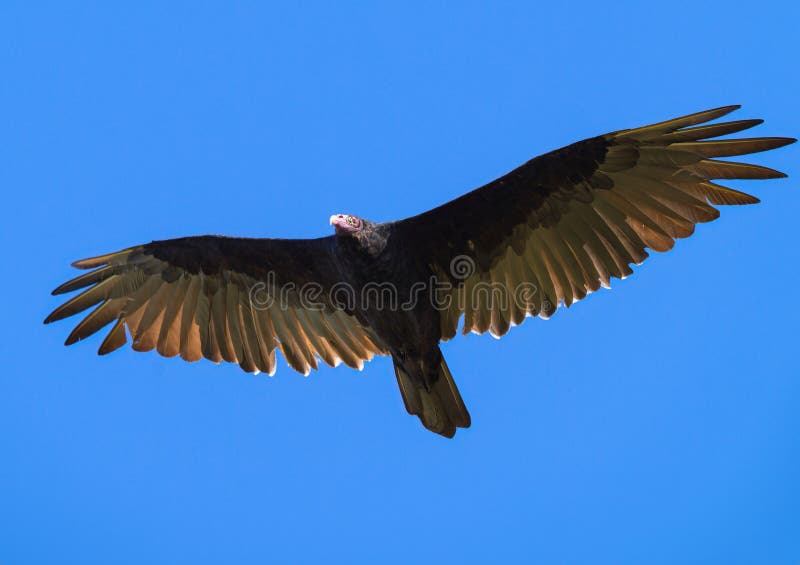 A Turkey Vulture Soaring Overhead Against a Deep Blue Sky Stock Photo ...