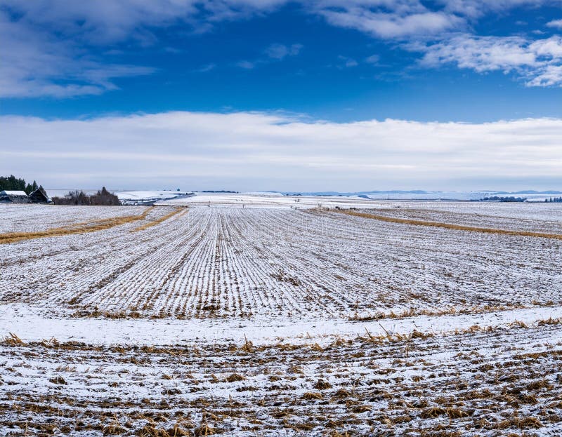 Snow-covered Fields Under Clear Winter Skies Create a Peaceful and ...