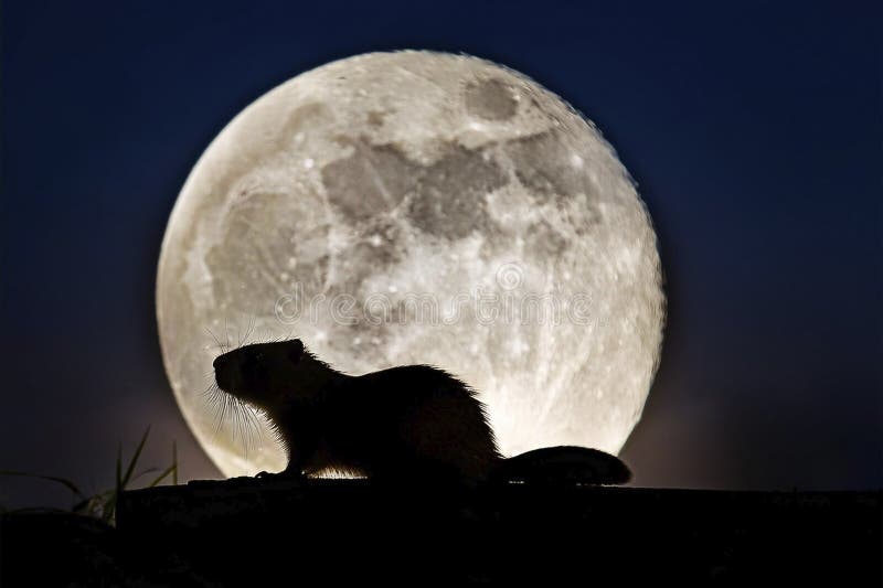 Beaver Moon. Full Moon. Beaver Full Moon. 15 November 2024. Generative ...