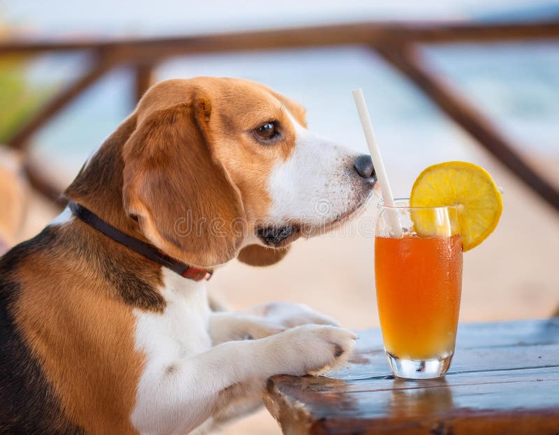 Beagle and cocktail stock illustration. Illustration of animal - 334320547