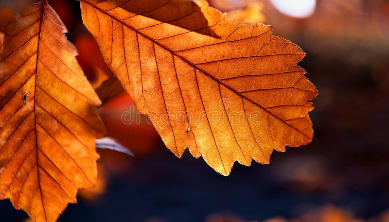 Fallen leaves in spring_ stock illustration. Illustration of copy ...