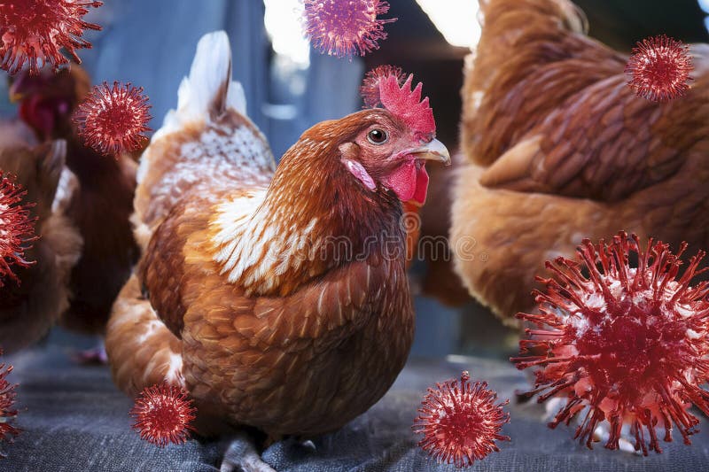 Chicken. Avian Influenza. H5N1 and H5N2. Possible Case Transmitted To a ...