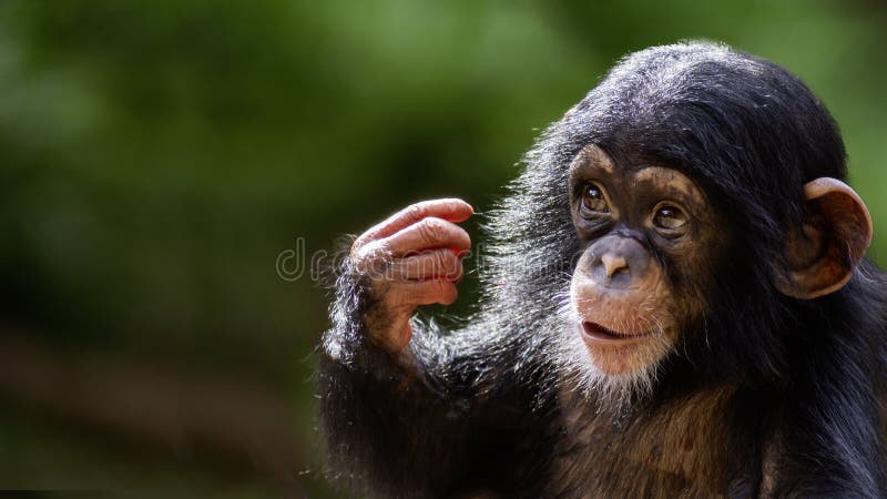 Baby Chimpanzee Using Hand Gestures Stock Photo - Image of adorable ...