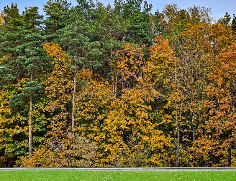 Tree Types of Spring Summer Fall Winter and Spring Stock Photo - Image ...