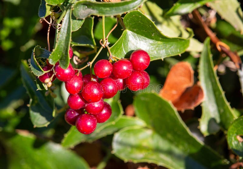 Macro Photography of a Wild Flower - Smilax Aspera Stock Image - Image ...