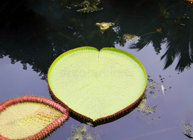 Victoria Amazonica Large Size (Giant Water Lily) in Pond, is Largest of ...