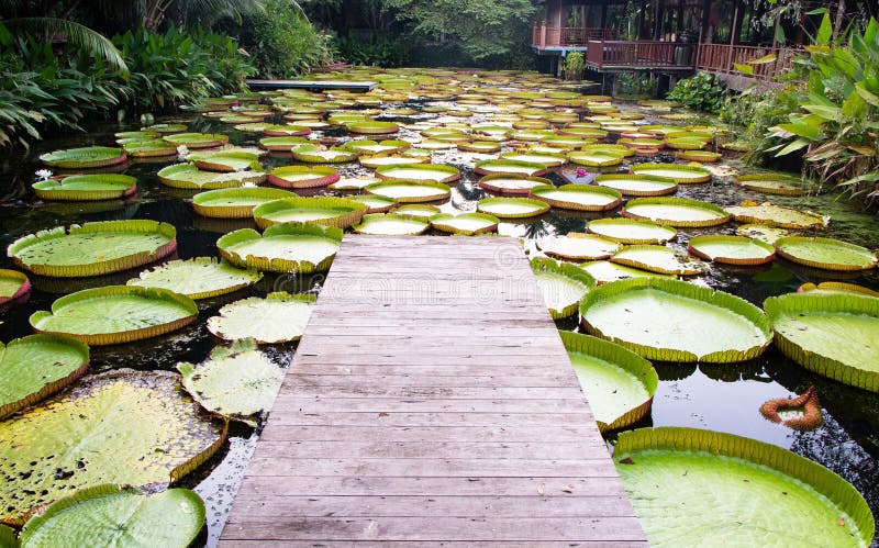 Landscapes Wooden Board or Wooden Bridge Extending Out To Victoria ...