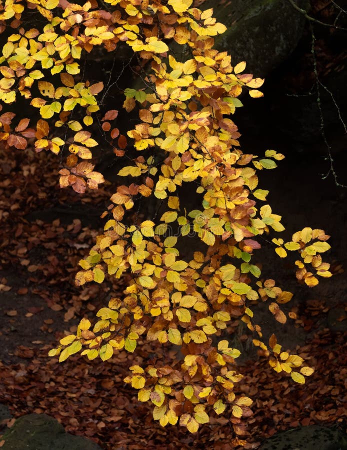 Autumn Fall Forest Landscape Magic Book Pages Stock Image - Image of ...