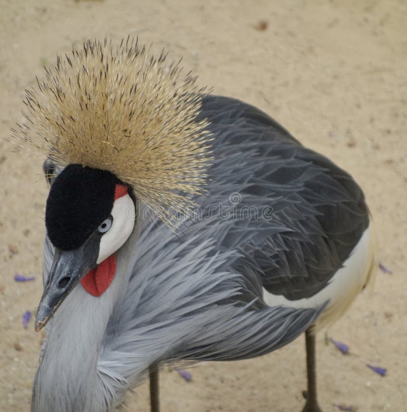 The Grey Crowned Crane, Also Known As the African Crowned Crane, Golden ...