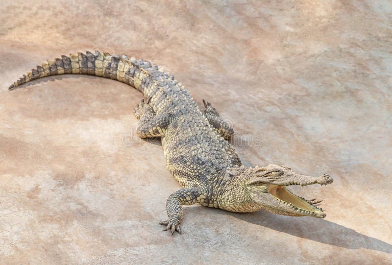 Siamese Freshwater Crocodile (Crocodylus Siamensis) Stock Photo - Image ...