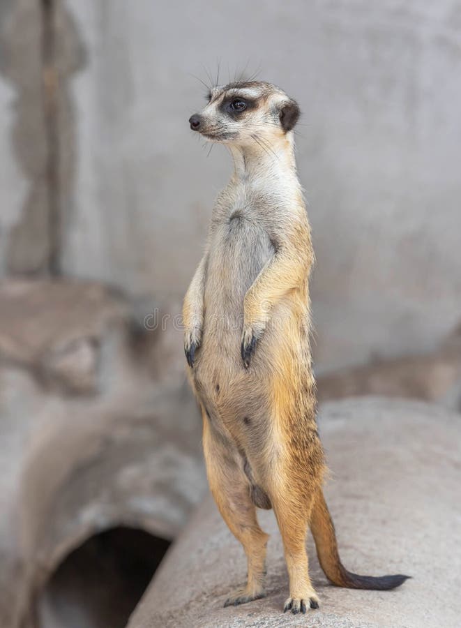 Meerkat - Suricata Suricatta Standing on a Stone Guarding the ...
