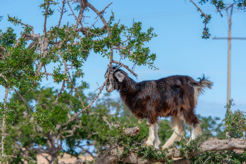 Goat in the Trees Near Essaouira Stock Image - Image of leaves, outdoor ...
