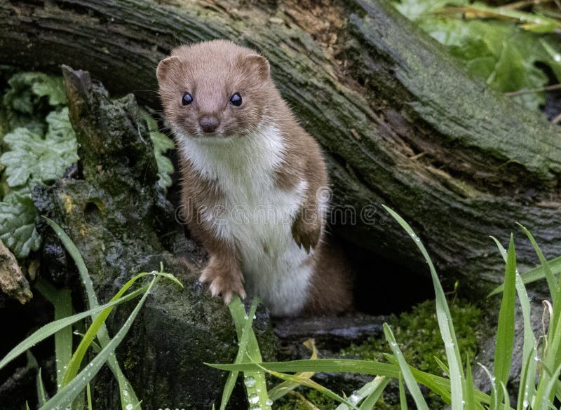 Stoat (Mustela Erminea) Pop Out from the Logs Stock Photo - Image of ...