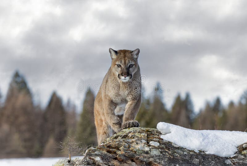 A Cougar or Mountain Lion (Puma Concolor) Walking on Top of Rocky ...