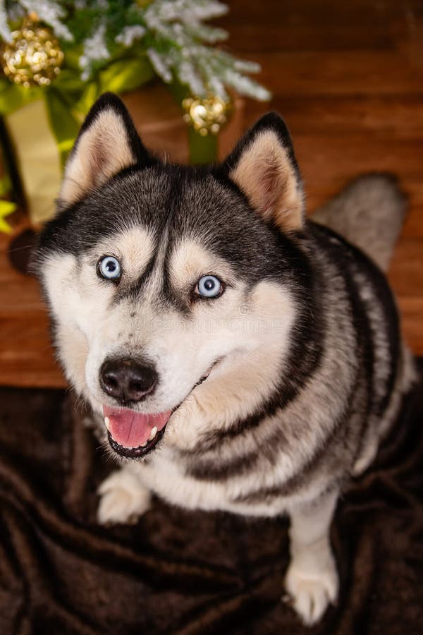 Portrait of a Husky Dog ??sitting Next To a Christmas Tree, Top View ...
