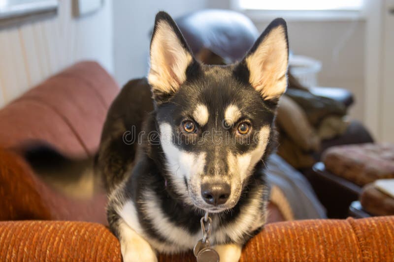 Husky And German Shepherd Mix