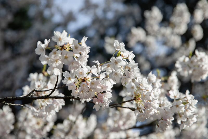Cherry Blossoms in Full Bloom in the City Park in Spring. Toronto ...