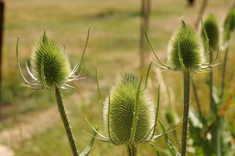 Teasel Flower, Dipsacus Fullonum on a Meadow Stock Image - Image of ...