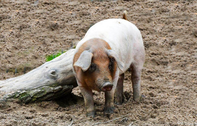 Danish protest pig stock image. Image of funny, piglet - 352173247