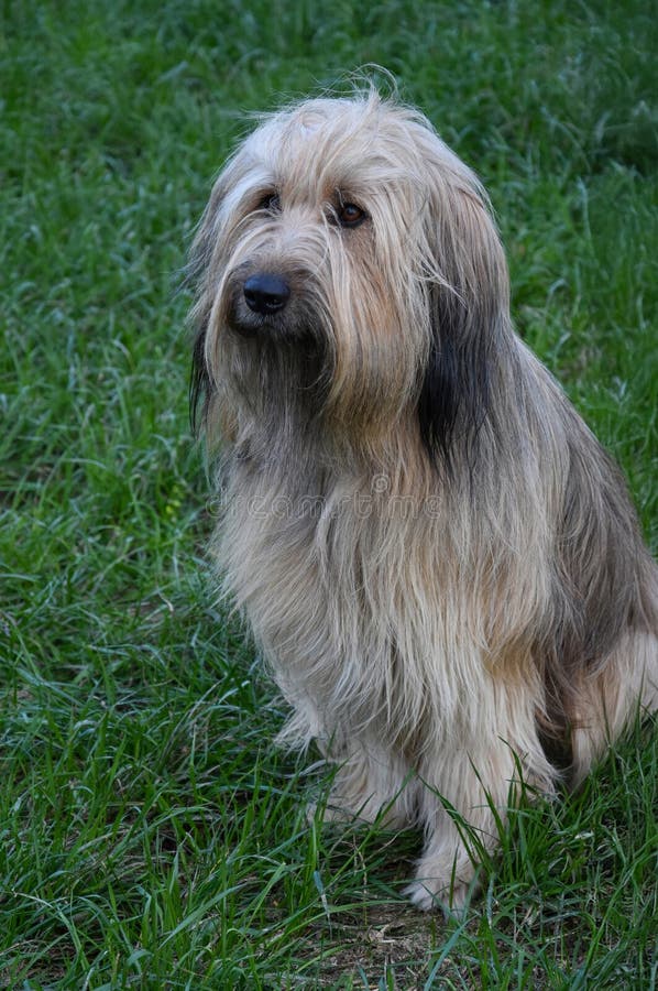 A Waller Dog Sits in the Meadow and Waits Stock Image - Image of canine ...