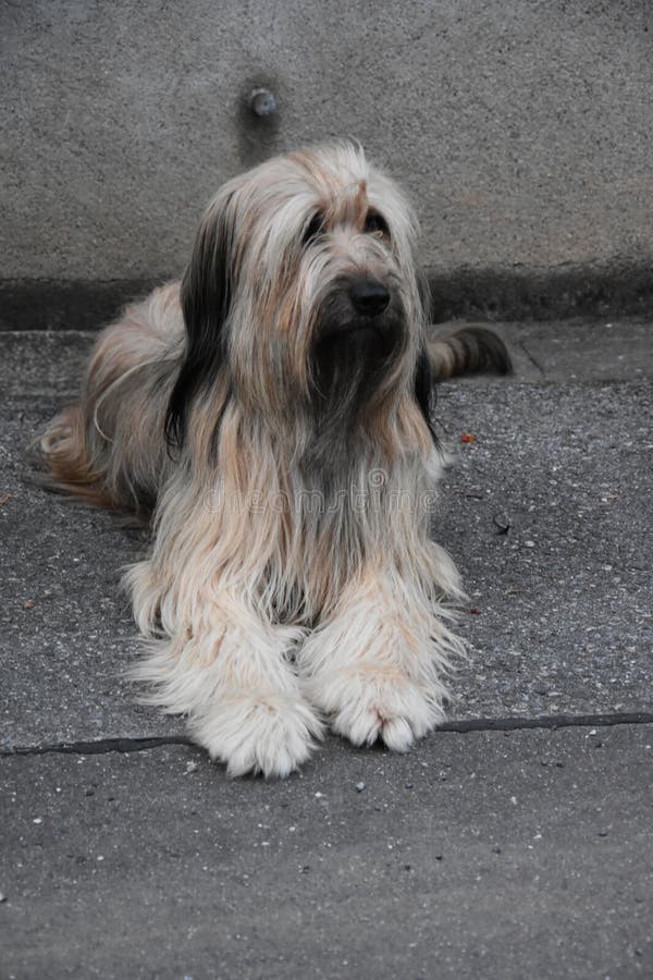 Portrait of a Waller Dog Sitting in Front of a Wall Stock Photo - Image ...