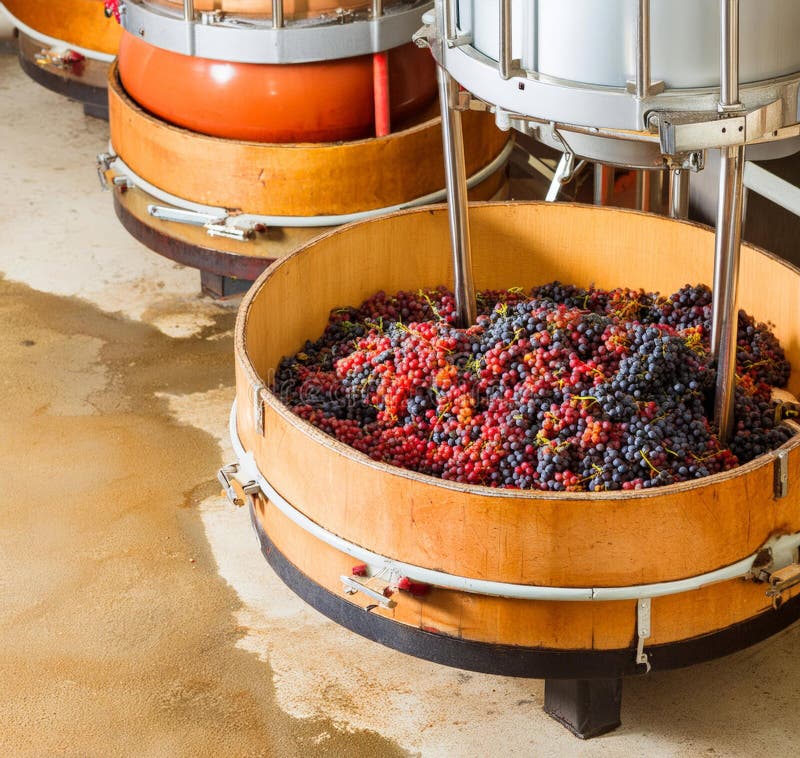 Wine Making Process Stock Illustrations – 1,406 Wine Making Process ...