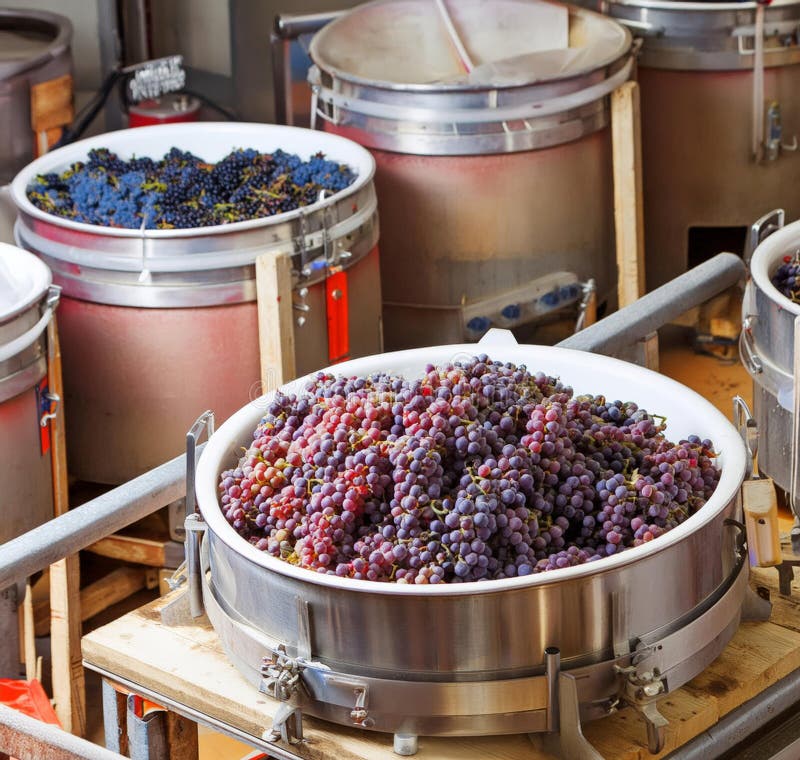 Wine Making Process Stock Illustrations – 1,347 Wine Making Process ...