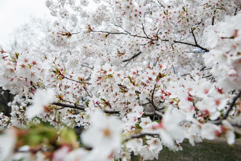 Cherry Blossom Spring Close Up White Flowers Toronto Stock Photos ...