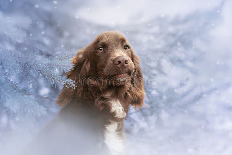 Winter Portrait of a Working Cocker Spaniel Dog. Stock Image - Image of ...