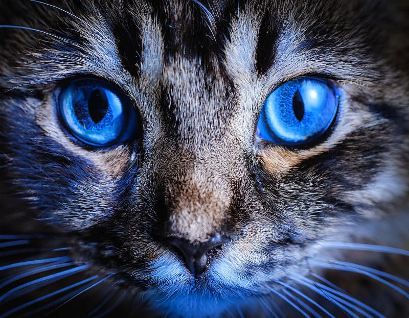 Cat Eyes. Cat with Deep Blue Eyes Close Up Stock Illustration ...
