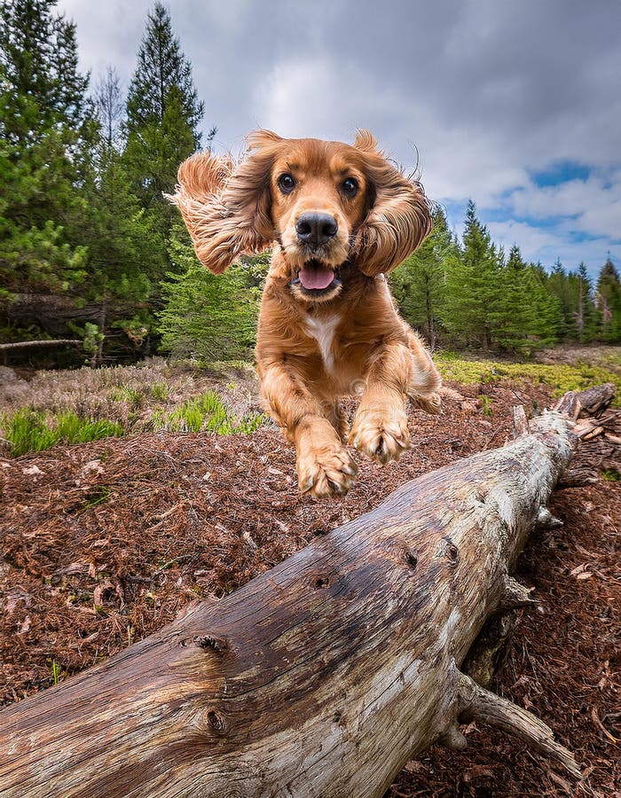 Working Cocker Spaniel Stock Illustrations – 295 Working Cocker Spaniel ...