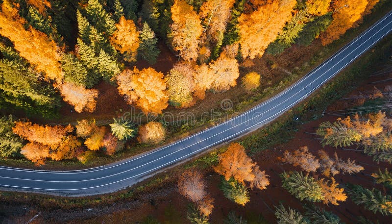 Straight Down View of Winding Road in Autumn Forest. Stock Illustration ...