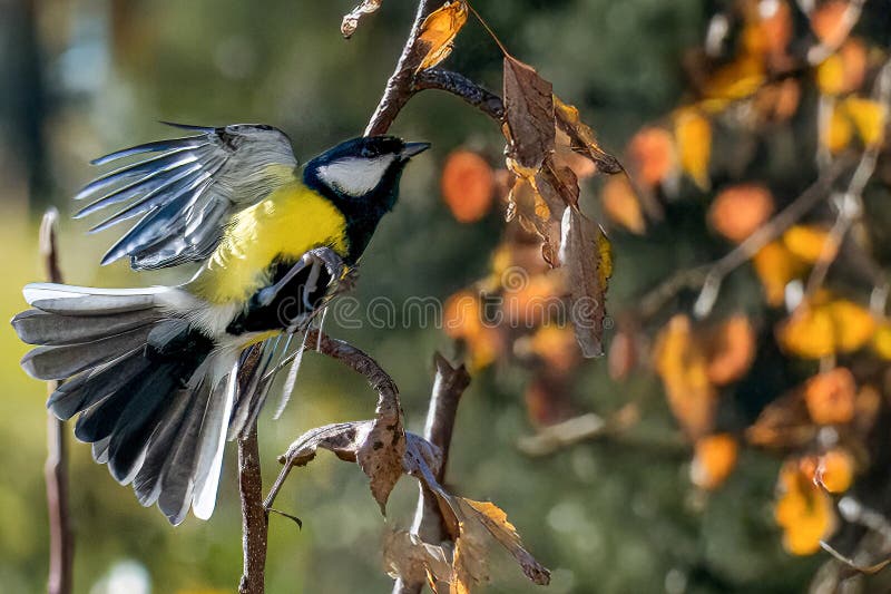 A great tit in flight stock image. Image of garden, birds - 360015739