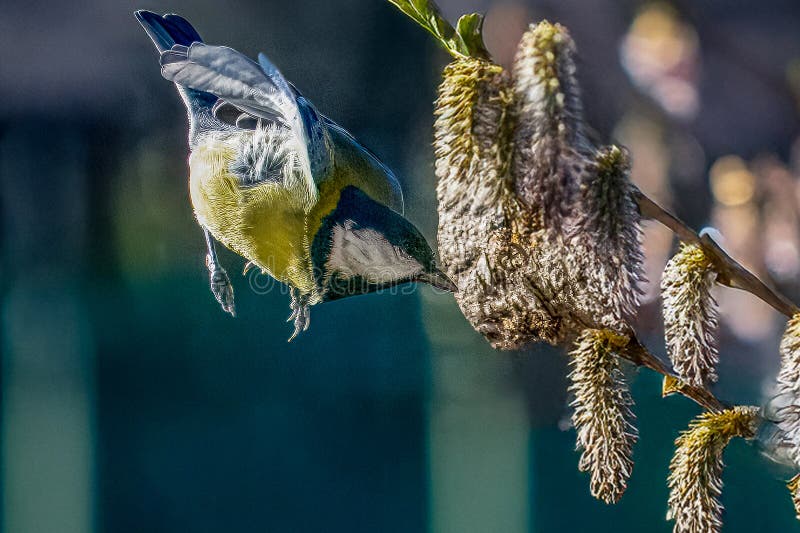 A great tit in flight stock image. Image of garden, beak - 360015751