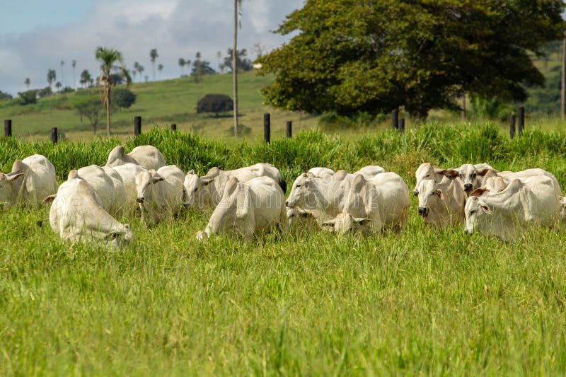 A Herd of Cattle Lined Up in Fresh Pasture. Stock Photo - Image of deer ...