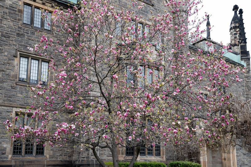 Magnolia Tree with Pink Flowers in Springtime. Canada. Stock Photo ...