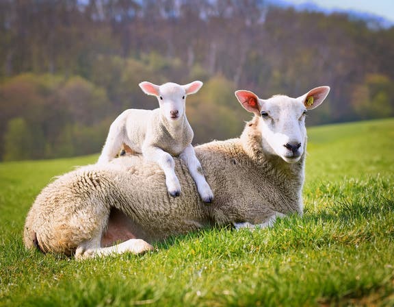 Resigned. Sheep Lying in a Field in Spring with a Lamb Climbing on Its ...