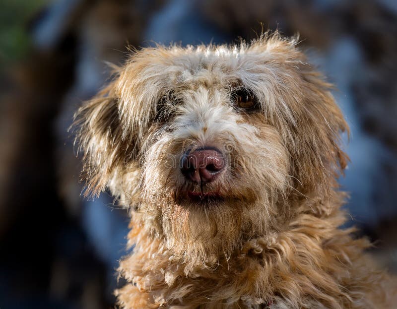 A Fluffy Dog with Long, Curly Fur Featuring Shades of Cream and Tan ...