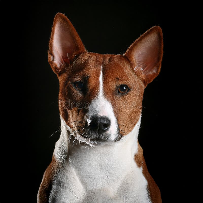 Basenji Dog stock illustration. Illustration of hound - 366464020