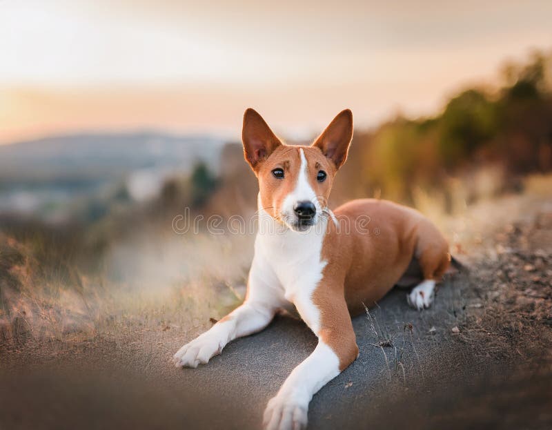 Basenji Dog stock illustration. Illustration of vocalizational - 366464261