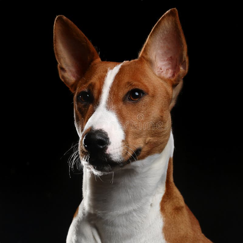 Animal Vocalization Stock Illustrations – 384 Animal Vocalization Stock ...