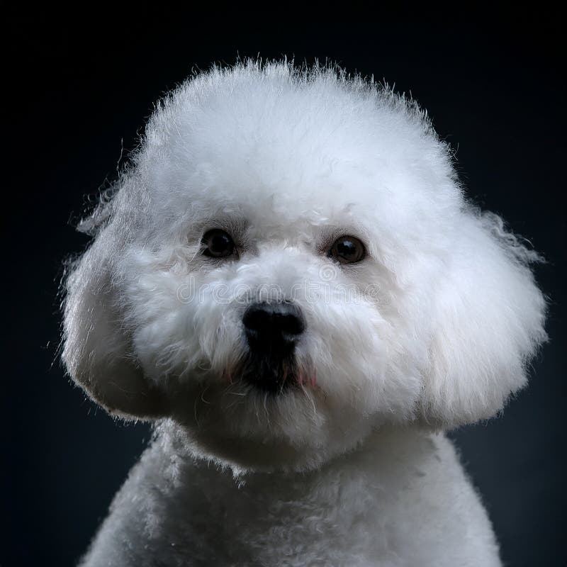 Bichon Frisé Dog stock illustration. Illustration of dense - 366482117