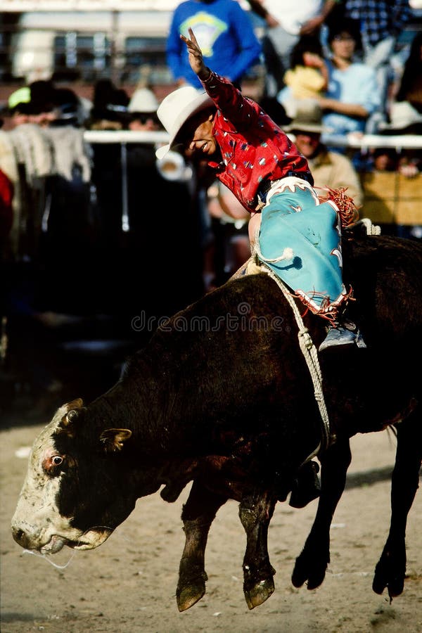 Cow-boy Riding a Bucking Bull. Bravery and Courage Concept. New Mexico ...